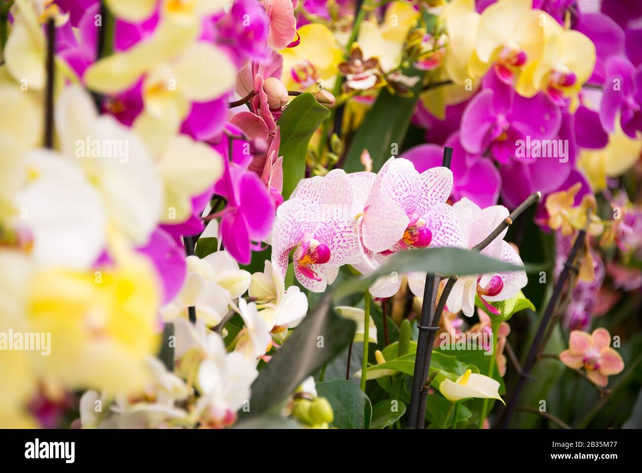 Beautiful orchards hi-res stock photography and images - Alamy