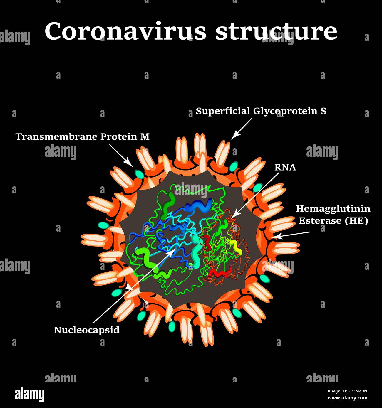 Coronavirus. The structure of the Chinese coronavirus. Influenza virus ...