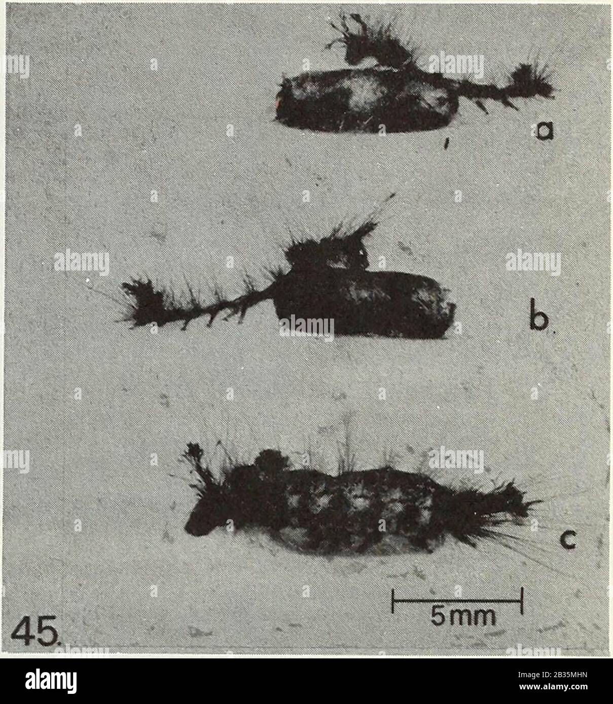 "Identification of parasites of the Douglas-fir tussock moth, based on ...