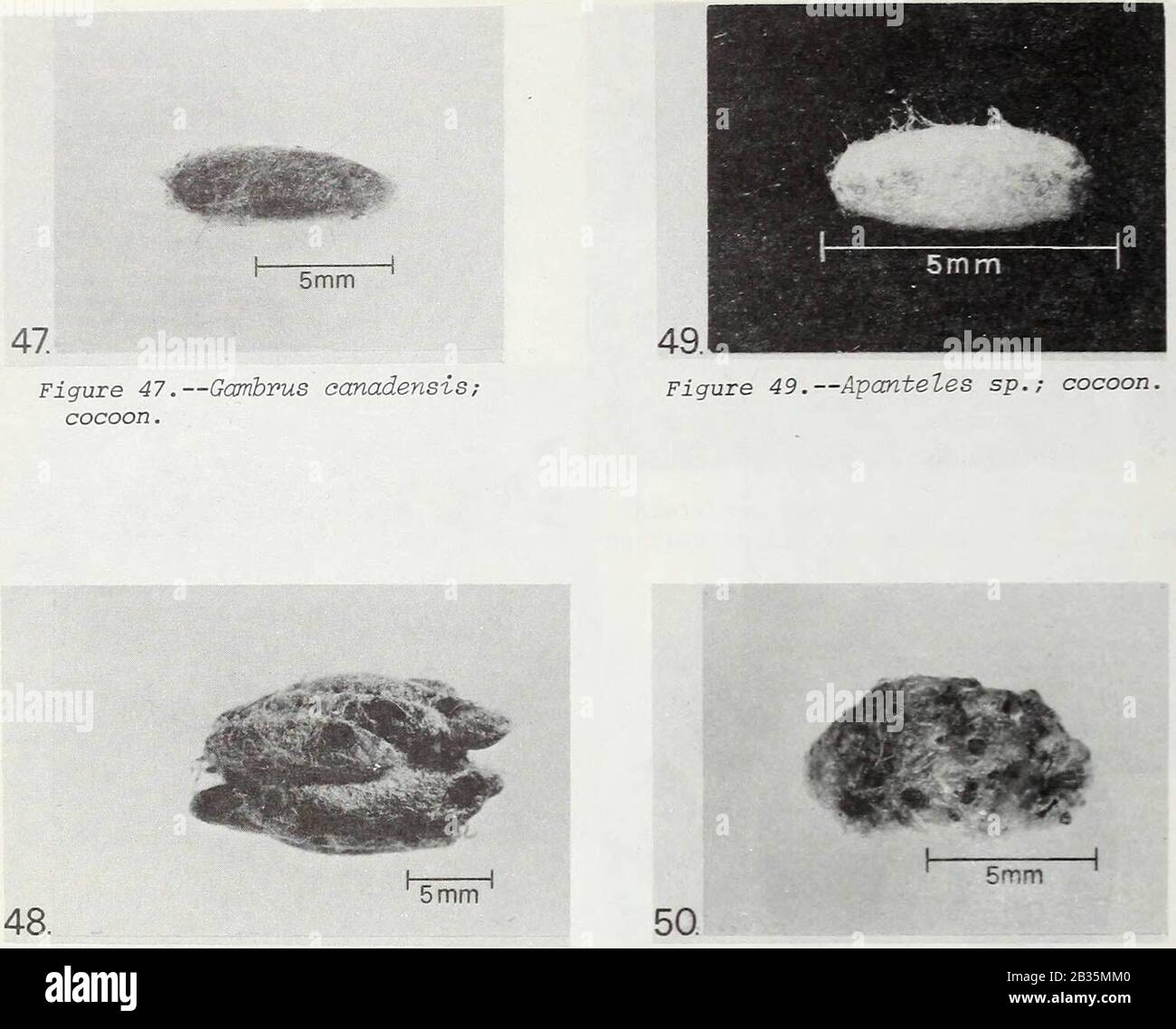 "Identification of parasites of the Douglas-fir tussock moth, based on ...