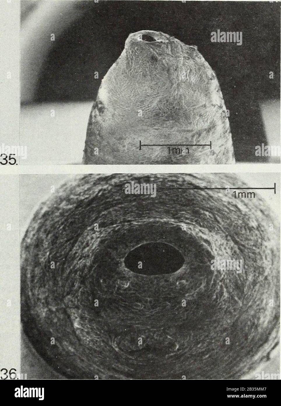 "Identification of parasites of the Douglas-fir tussock moth, based on ...
