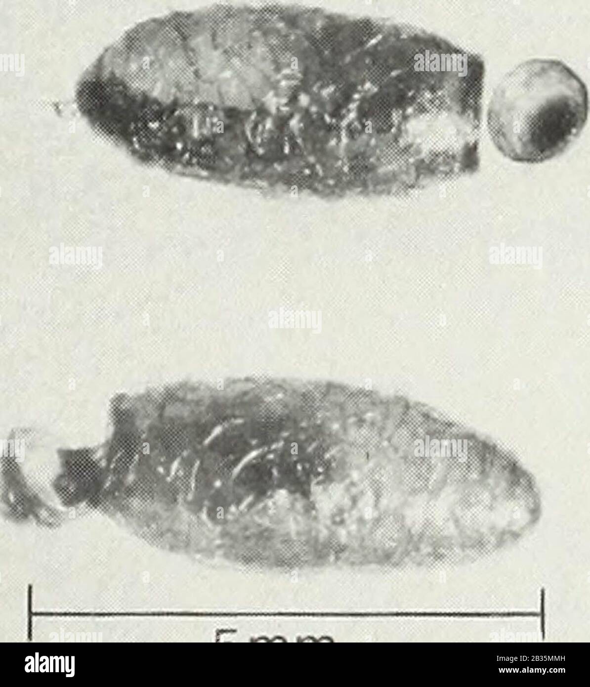 "Identification of parasites of the Douglas-fir tussock moth, based on ...
