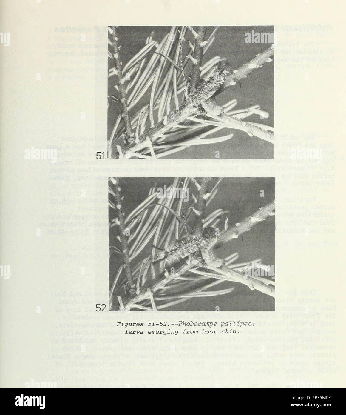 "Identification of parasites of the Douglas-fir tussock moth, based on ...
