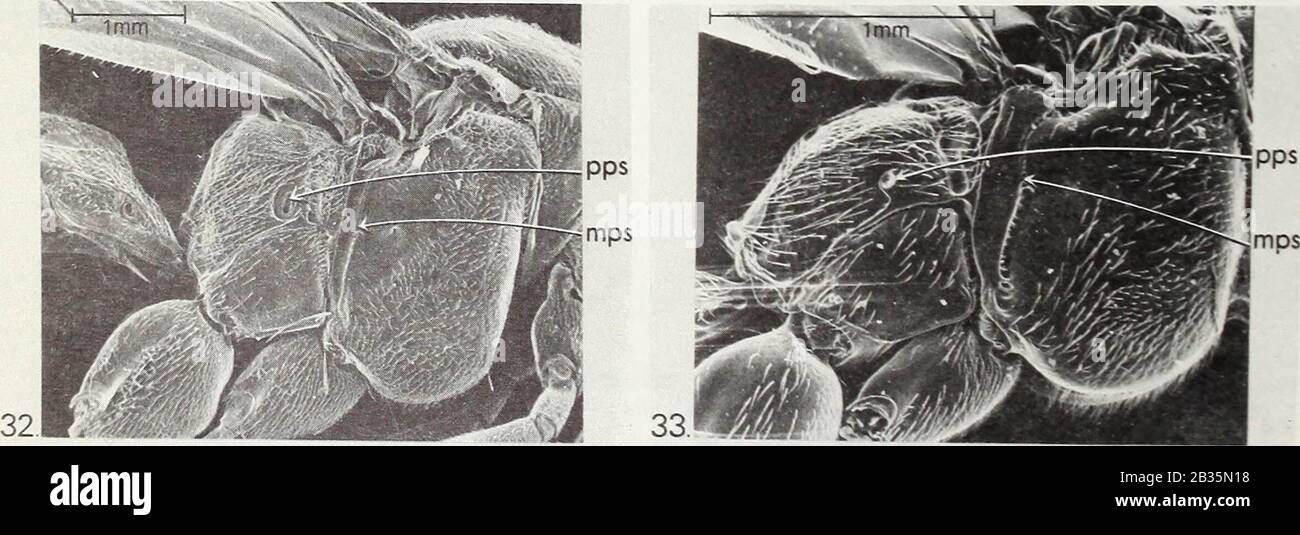 "Identification of parasites of the Douglas-fir tussock moth, based on ...
