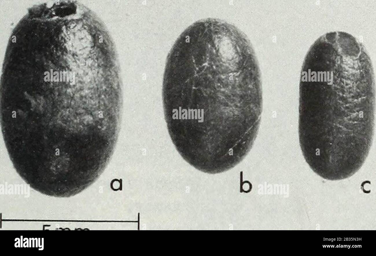 "Identification of parasites of the Douglas-fir tussock moth, based on ...