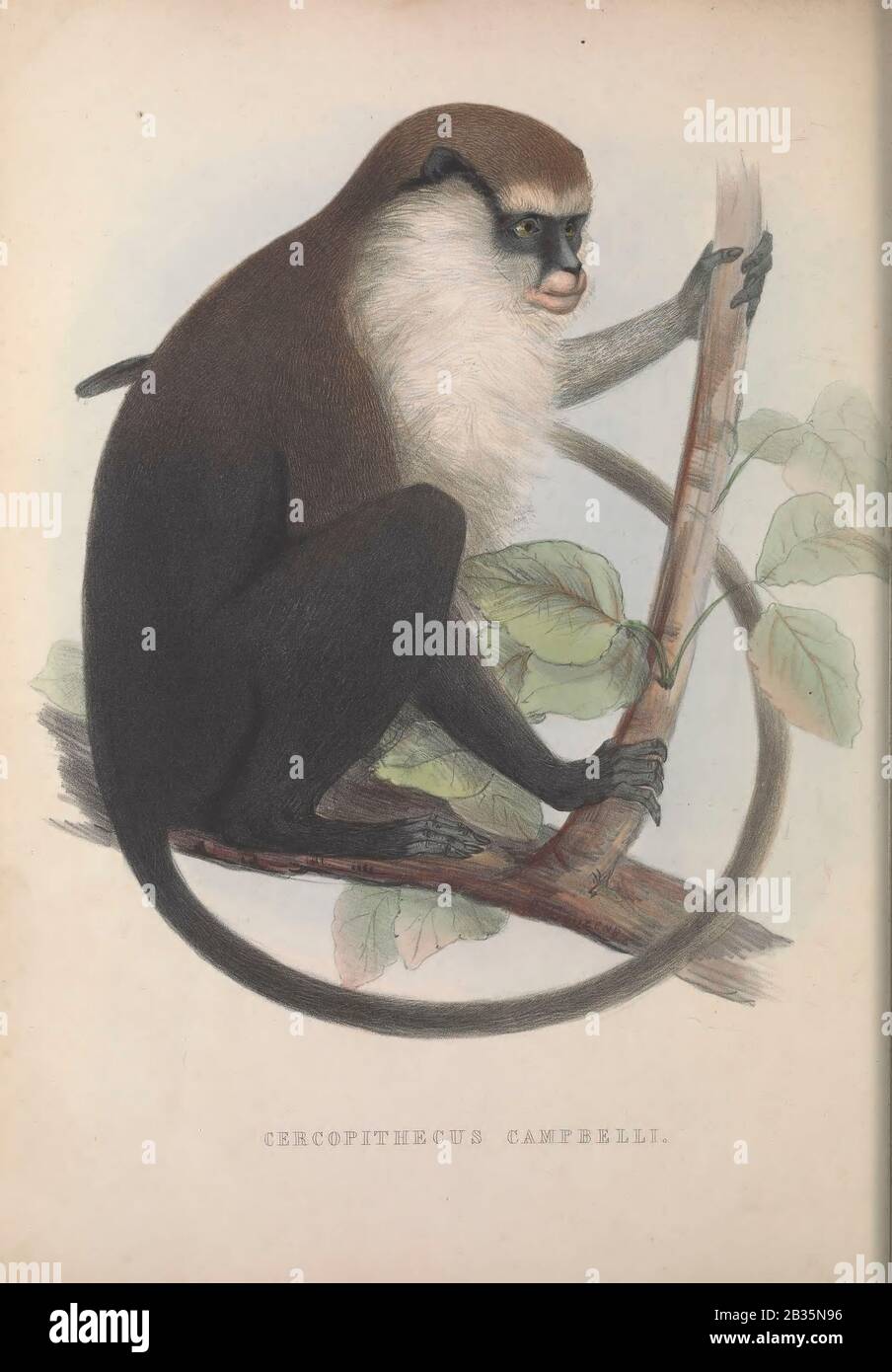 Campbell's mona monkey, also known as Campbell's guenon and Campbell's ...