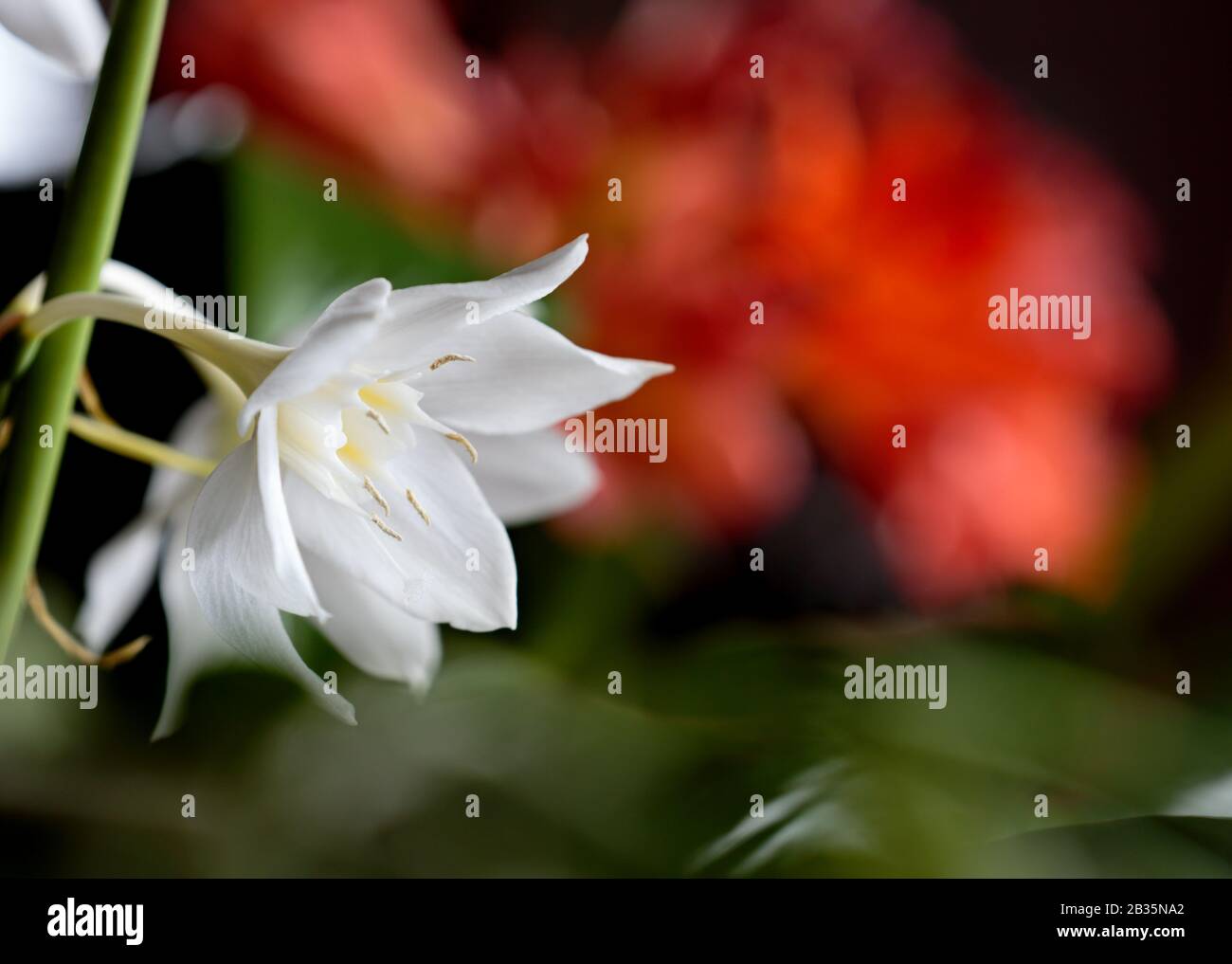 An amazon lily blooming next to window with a clivia on the background ...