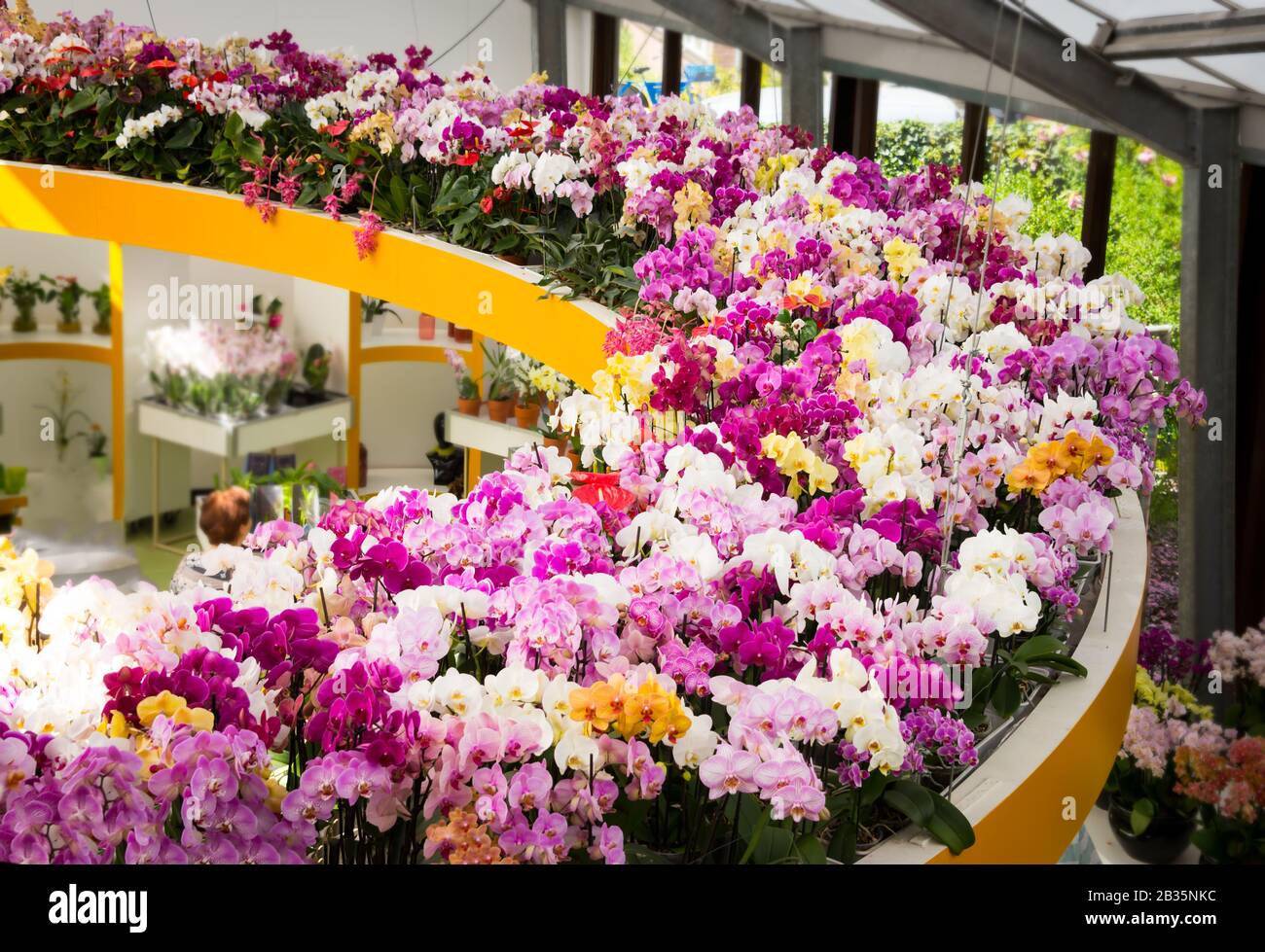 Beautiful orchards blooming in a garden. Spring flowers in blossom ...