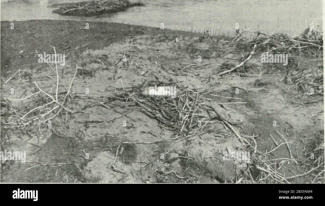 "The effect of altered streamflow on migratory birds of the Yellowstone ...