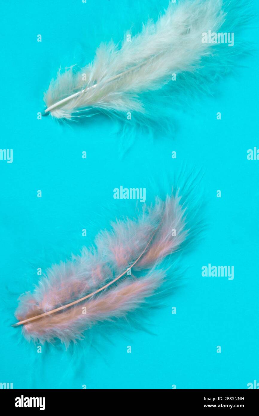 Soft, fluffy pastel color feathers on blue background. Easter or spring ...