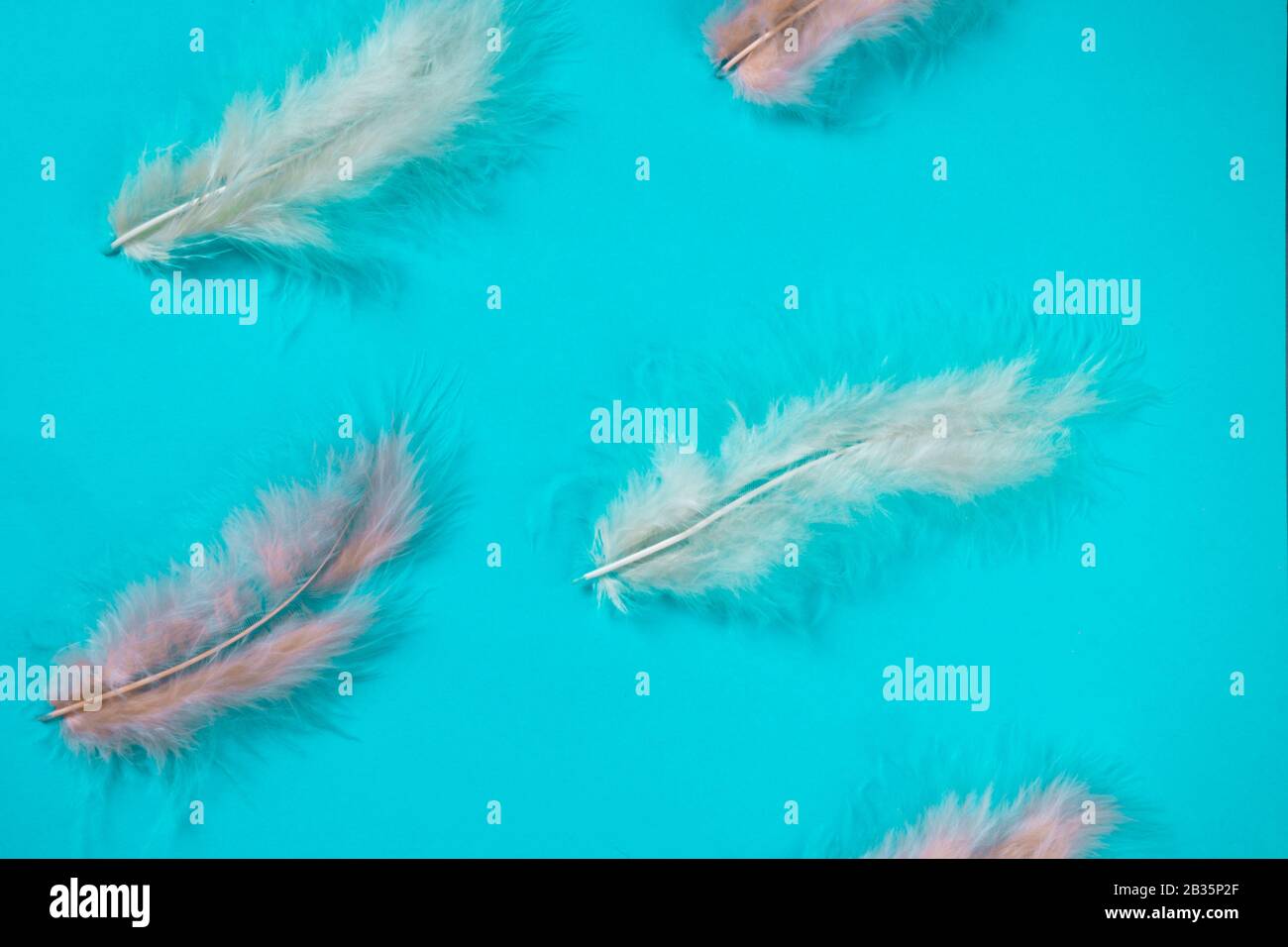 Soft, fluffy pastel color feathers on blue background. Easter or spring ...
