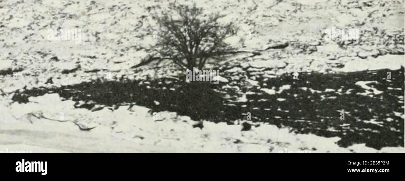 "The effect of altered streamflow on migratory birds of the Yellowstone ...