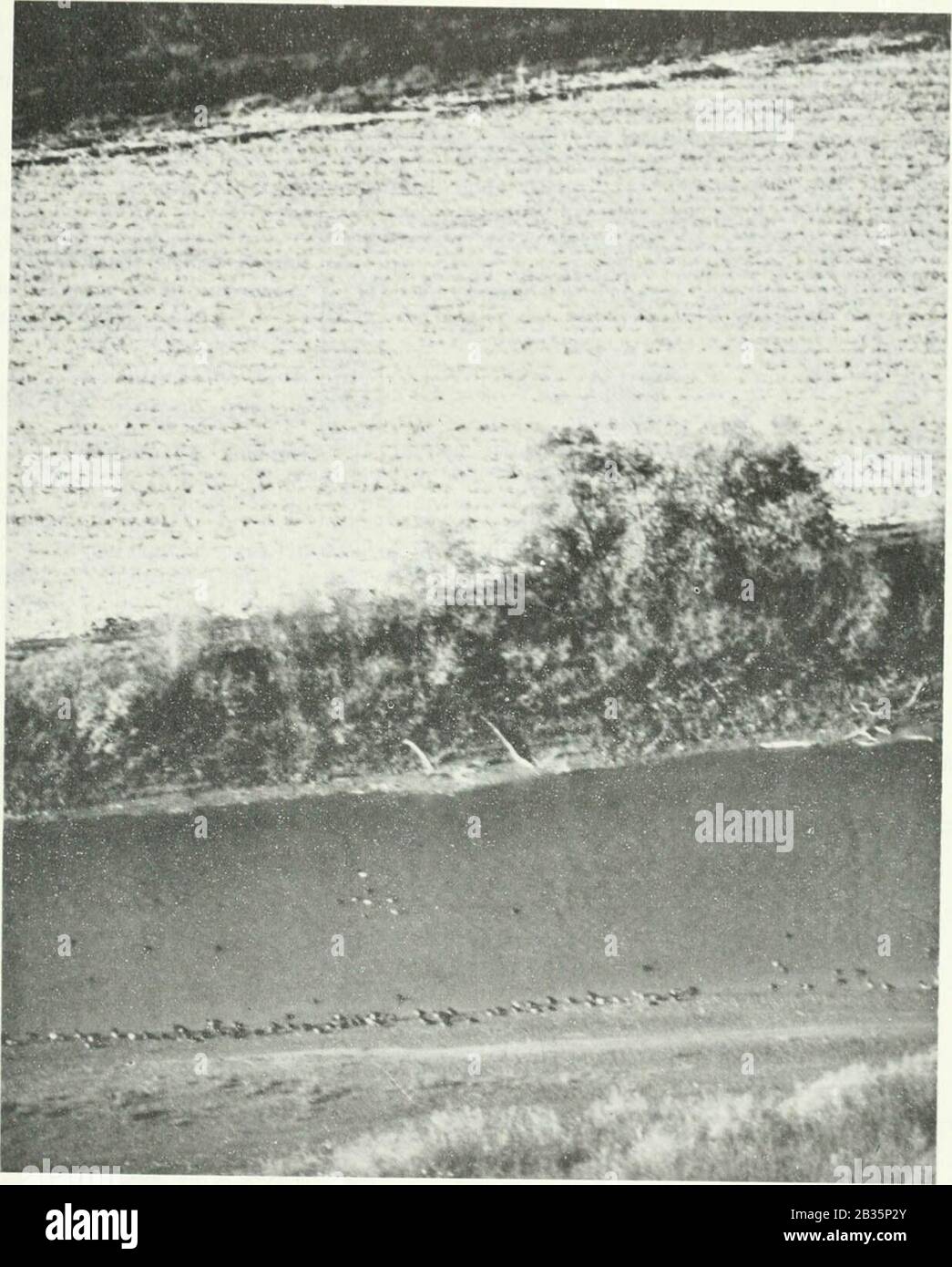 "The effect of altered streamflow on migratory birds of the Yellowstone ...