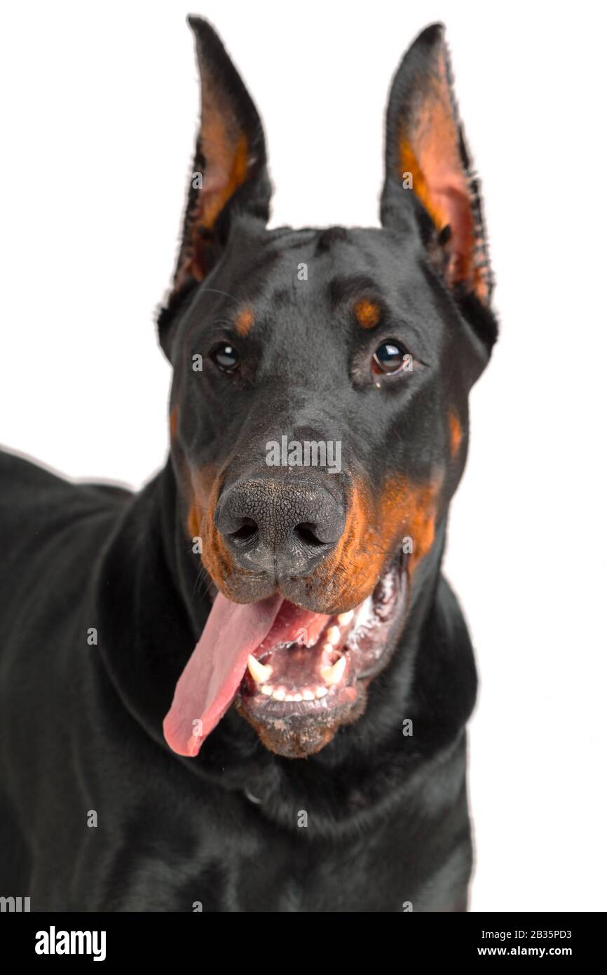 Doberman isolated on white background. creative photo Stock Photo - Alamy