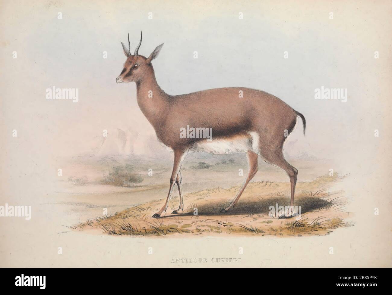 Fauna coloured gazelle hi-res stock photography and images - Alamy