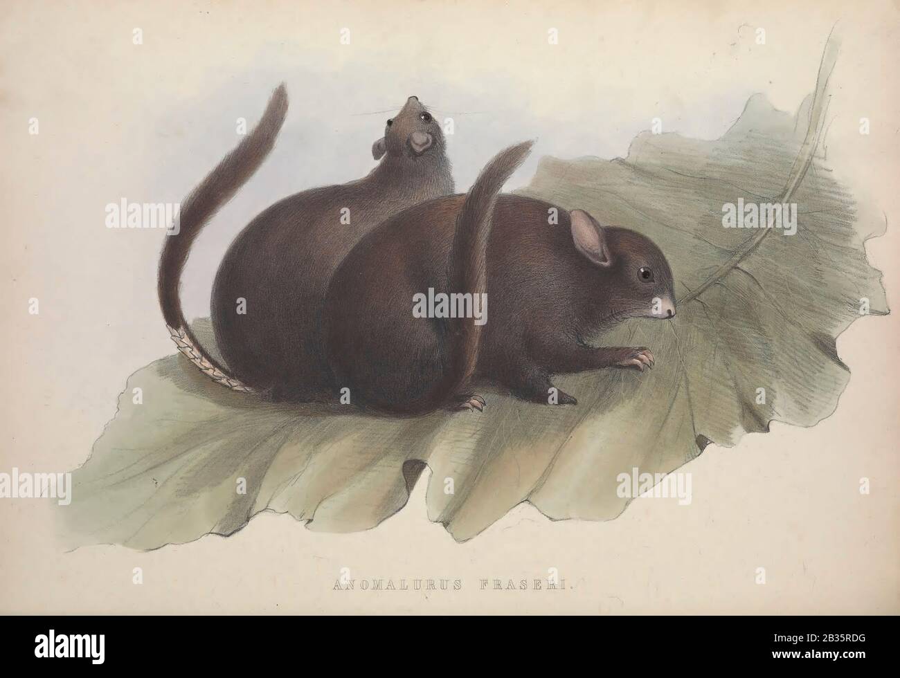 Scaly tailed squirrels hi-res stock photography and images - Alamy