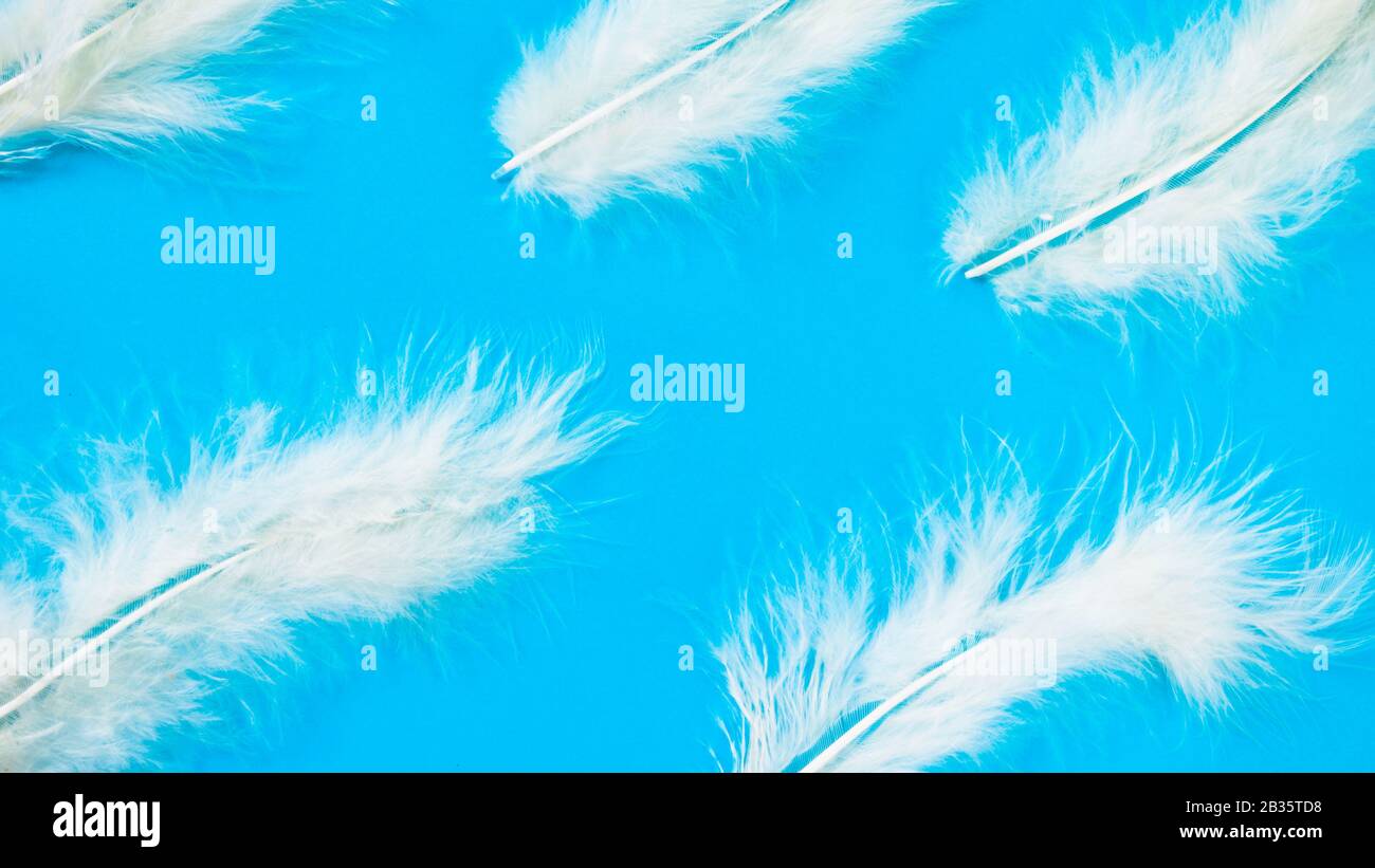 Soft, fluffy pastel color feathers on blue background. Easter or spring ...