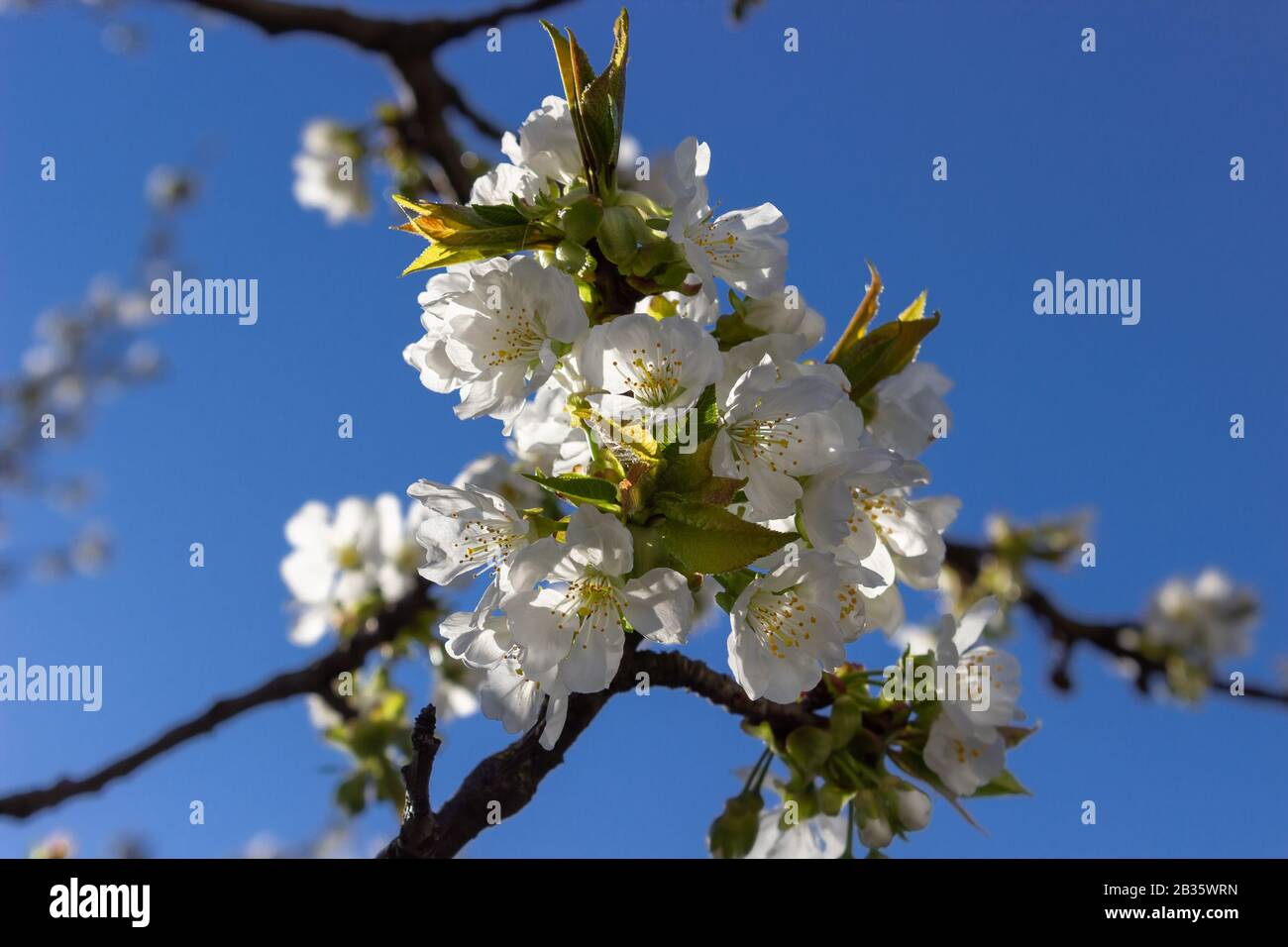 Spring flowering of a wild cherry tree. Monferrato hills, Piedmont ...