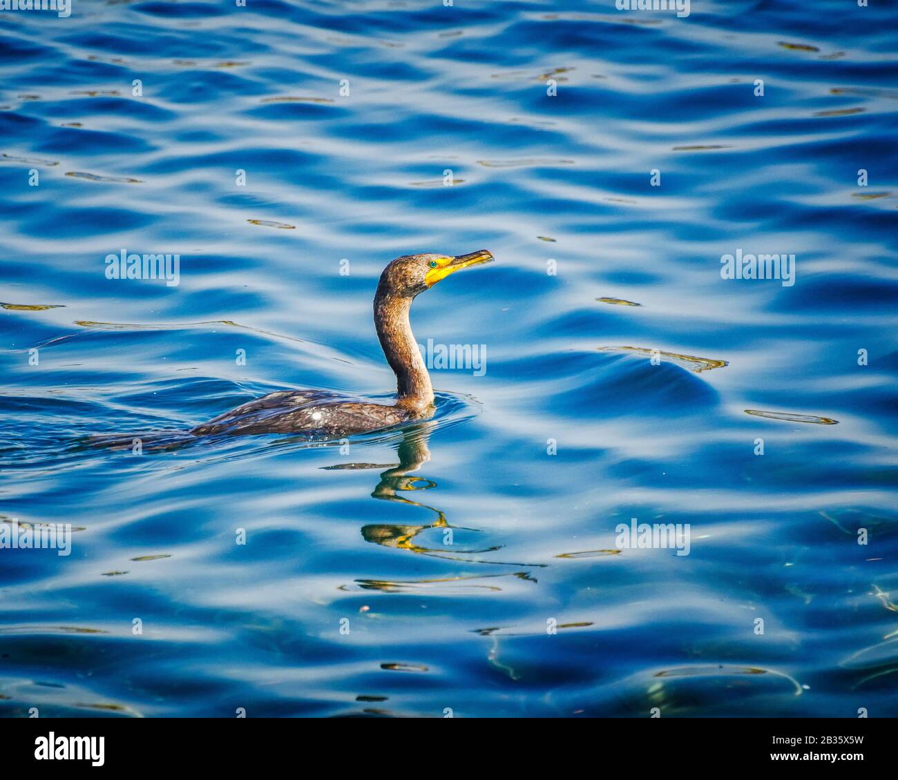Del Rey Lagoon High Resolution Stock Photography and Images - Alamy