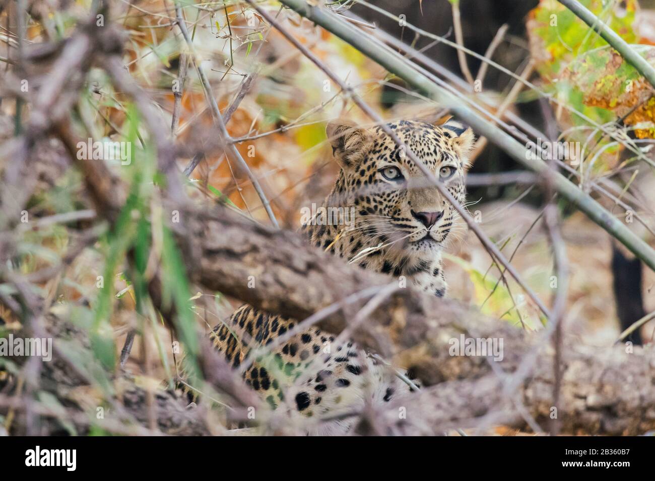 Leopard at a jungle in India Stock Photo - Alamy