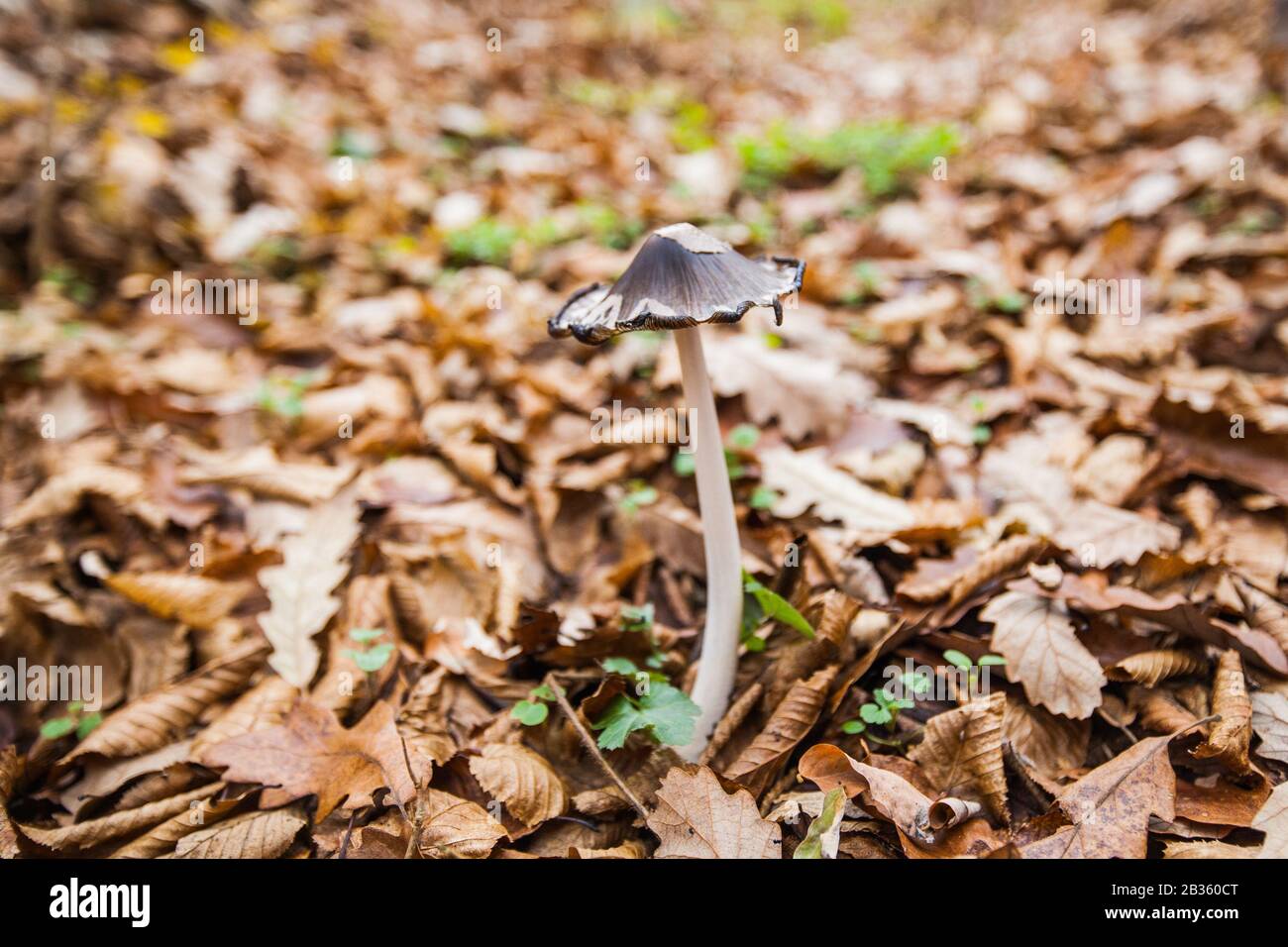 Mushroom in the forest, autumn leaves, late fall season Stock Photo - Alamy
