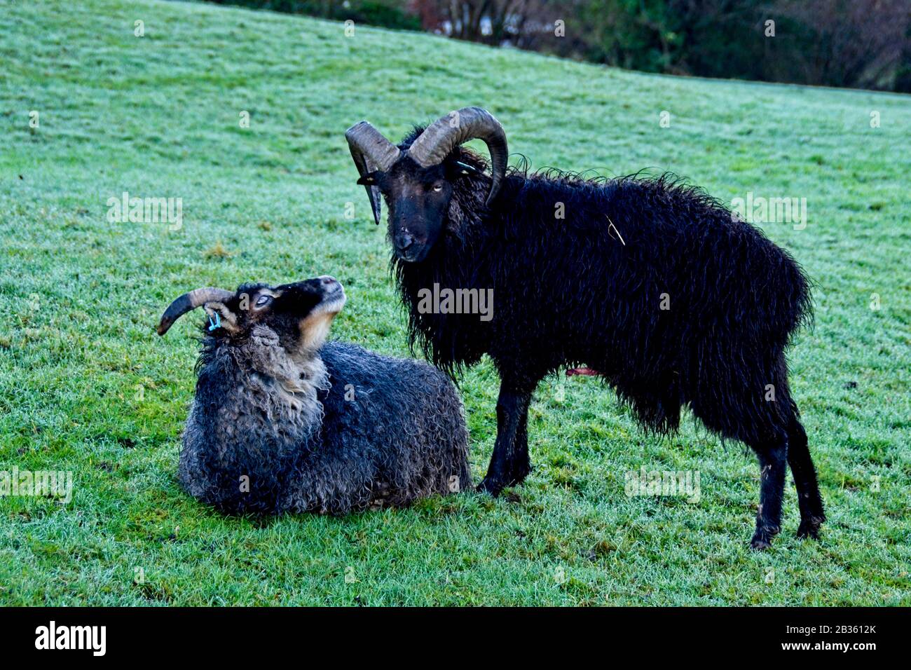 North ronalsay hi-res stock photography and images - Alamy