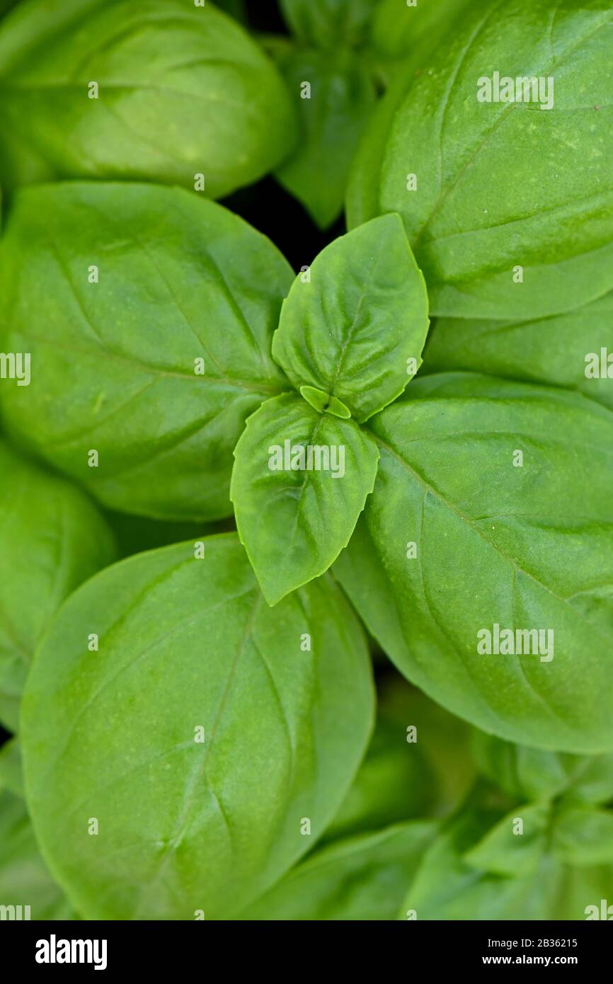 Basil plant fresh ingredient growing Stock Photo - Alamy