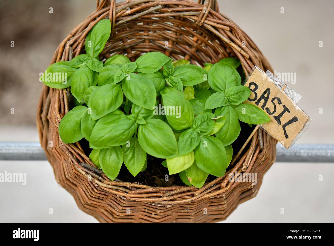 Italian cuisine ingredients garden hi-res stock photography and images ...