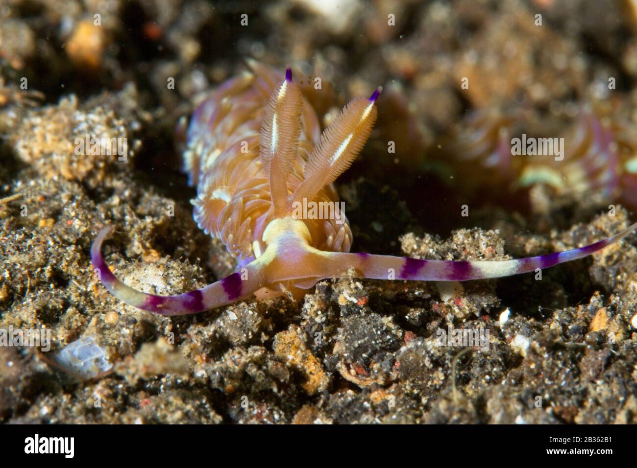 Ianthina hi-res stock photography and images - Alamy