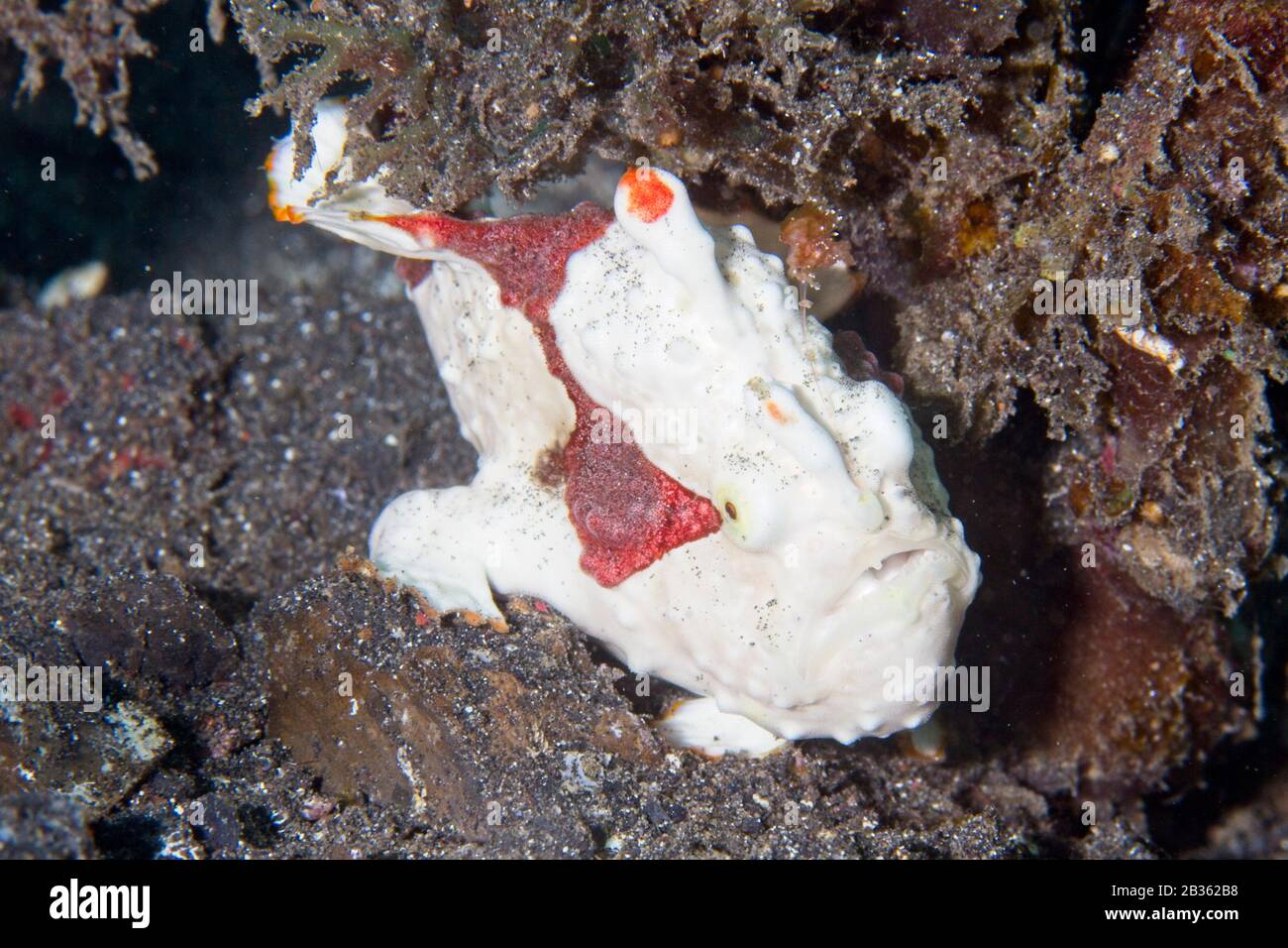 Clown frogfish (Antennarius maculatus) Lembeh Strait,Indonesia Stock ...
