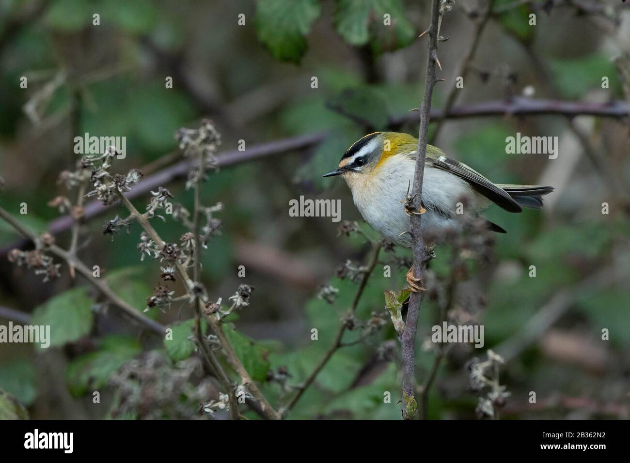 Firecrest female hi-res stock photography and images - Alamy