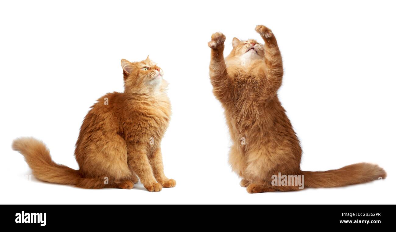 adult ginger fluffy cat raised his front paw up on a white background ...