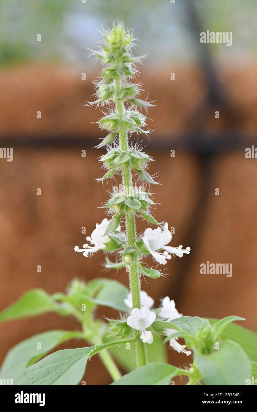 Growing lemon basil hi-res stock photography and images - Alamy