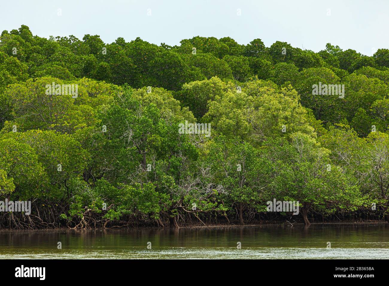 Mangrove - Kenya - East Coast Stock Photo - Alamy
