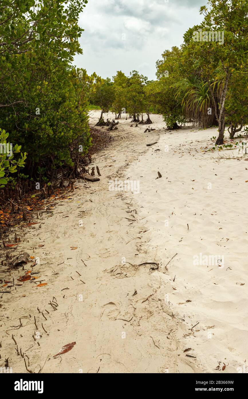Mangrove - Kenya - East Coast Stock Photo - Alamy