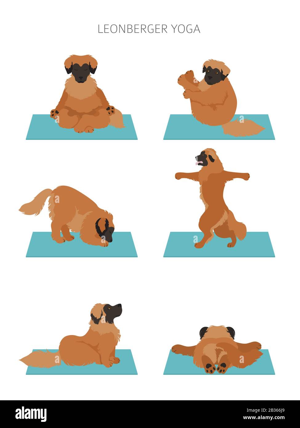 Yoga dogs poses and exercises poster design. Leonberger clipart. Vector ...