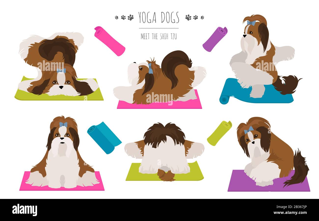 Yoga dogs poses and exercises poster design. Shih tzu clipart. Vector ...