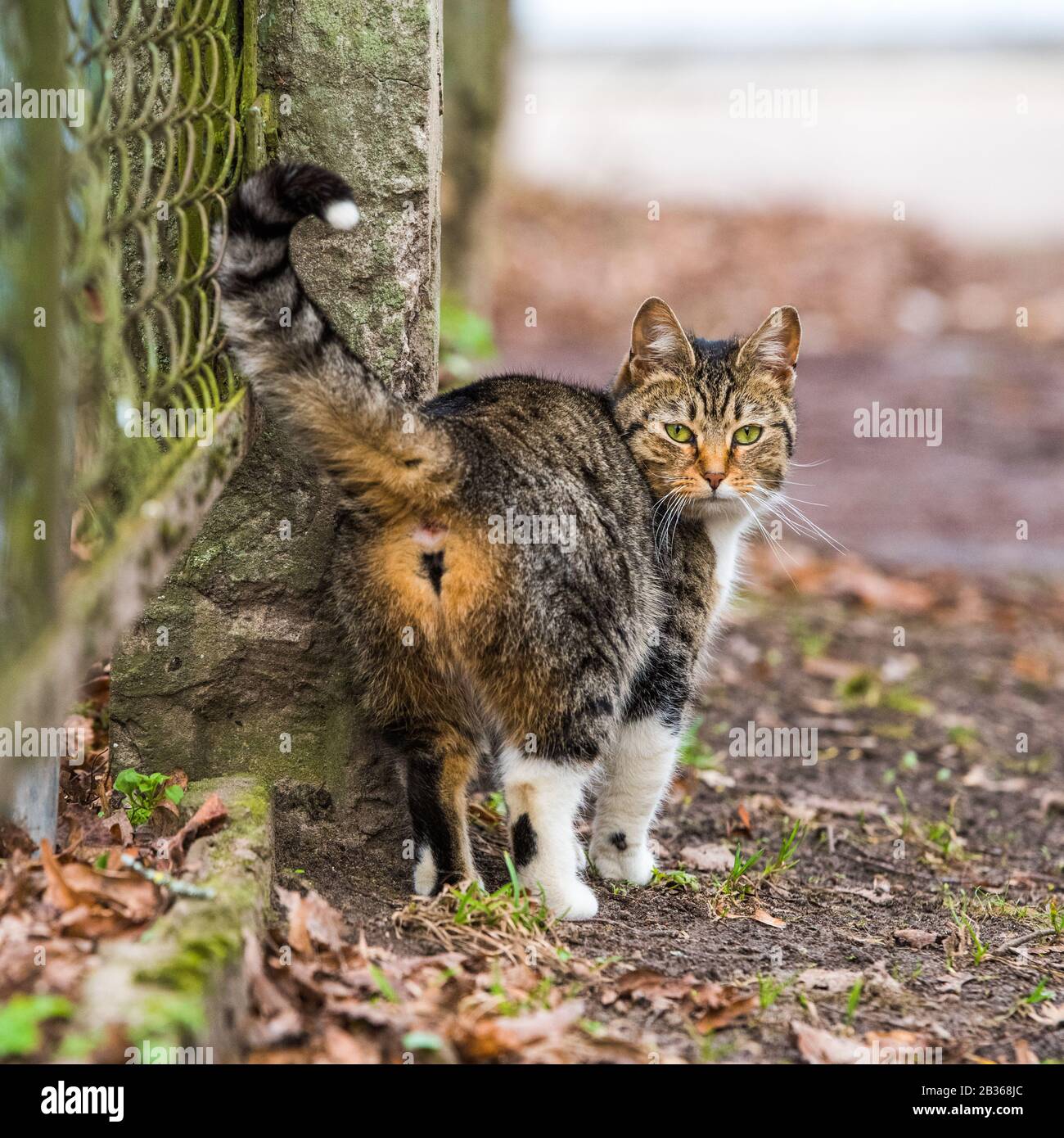Tabby Cat looks back from walking on old road Stock Photo - Alamy