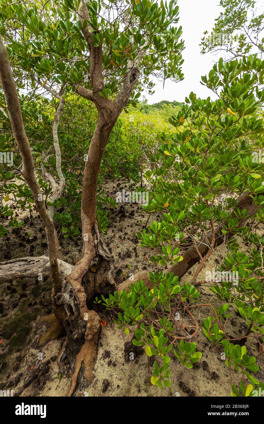 Gazi Mangrove Boardwalk, Kenya Stock Photo - Alamy