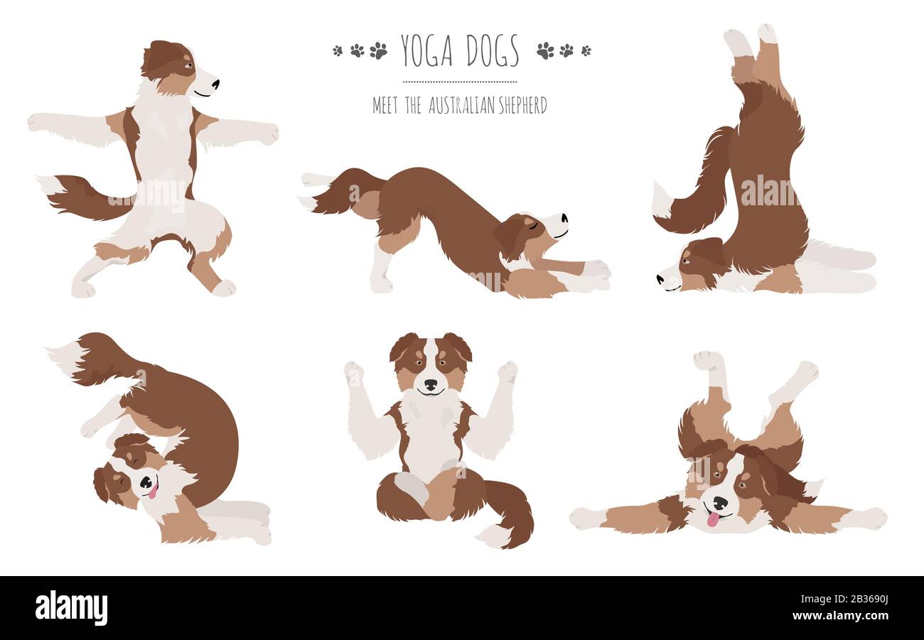 Yoga dogs poses and exercises. Australian shepherd clipart. Vector ...