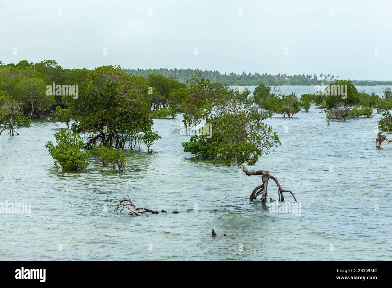 Mangrove - Kenya - East Coast Stock Photo - Alamy