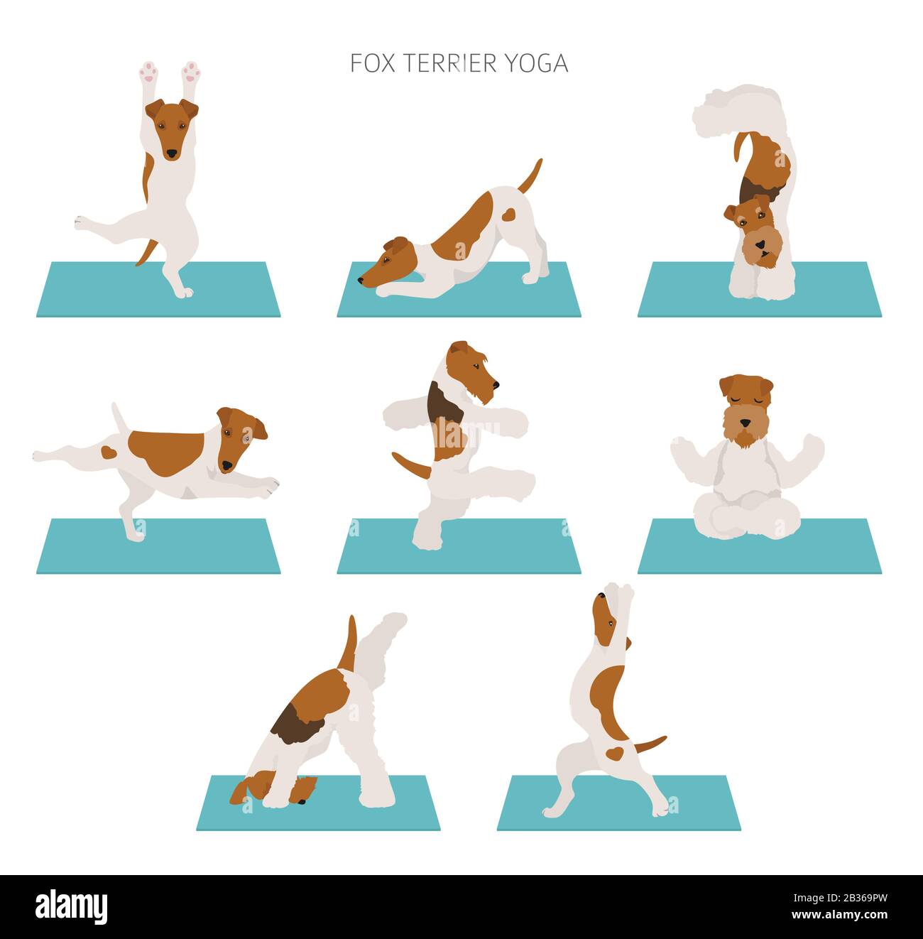 Yoga dogs poses and exercises poster design. Smooth fox terrier and ...