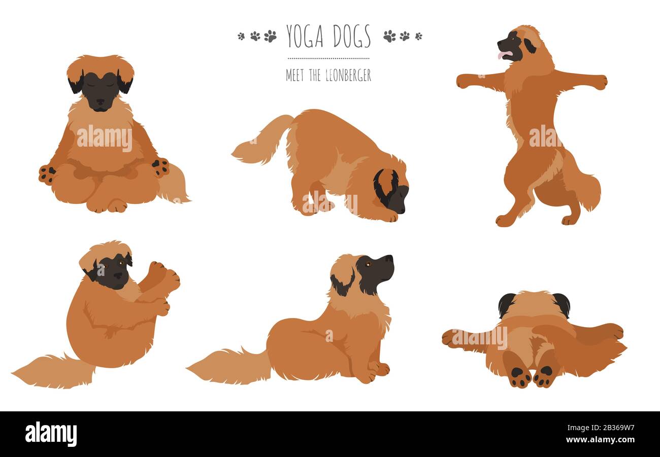 Yoga dogs poses and exercises poster design. Leonberger clipart. Vector ...