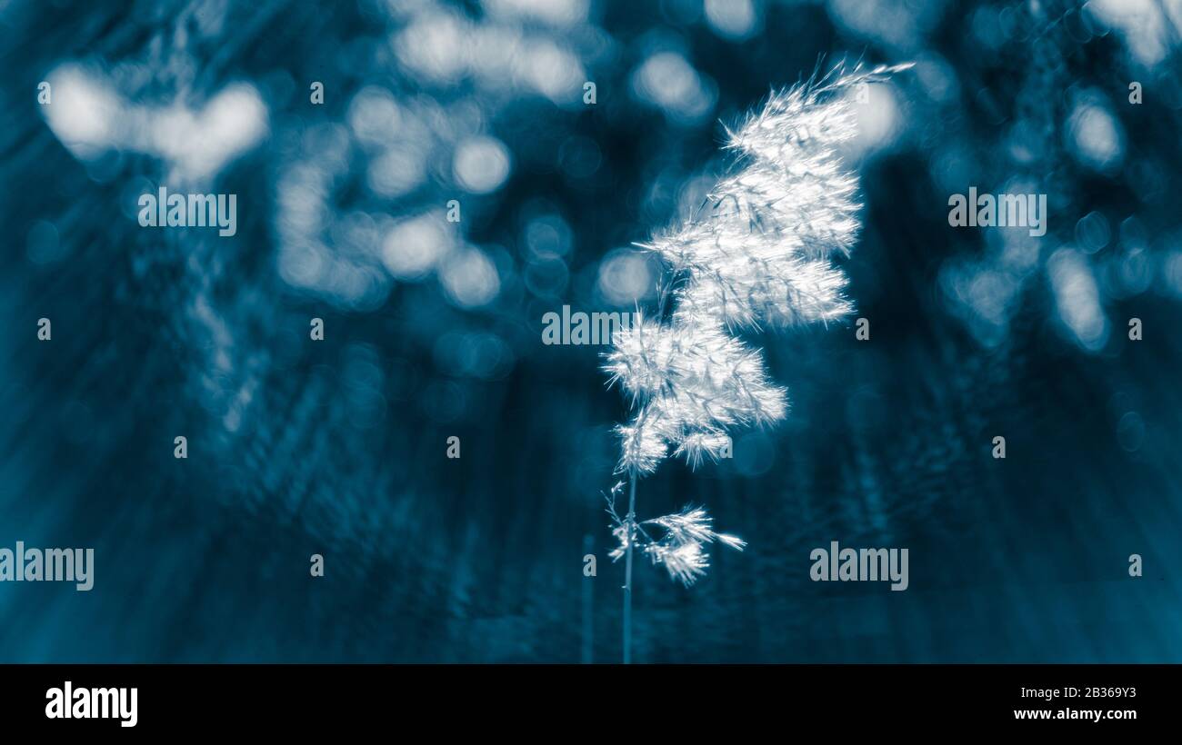 Fluffy reed grass hi-res stock photography and images - Alamy
