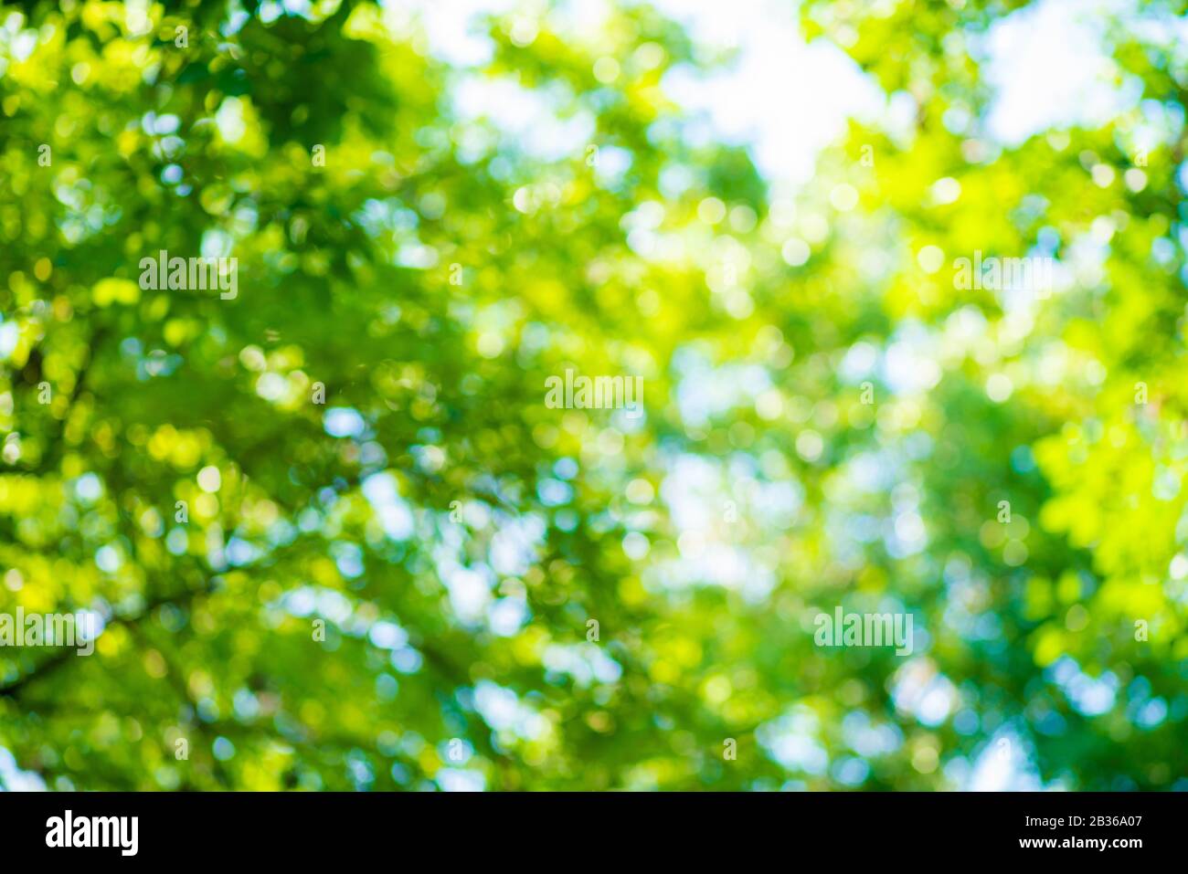 Abstract green blurred bokeh tree in park sun light foliage background ...