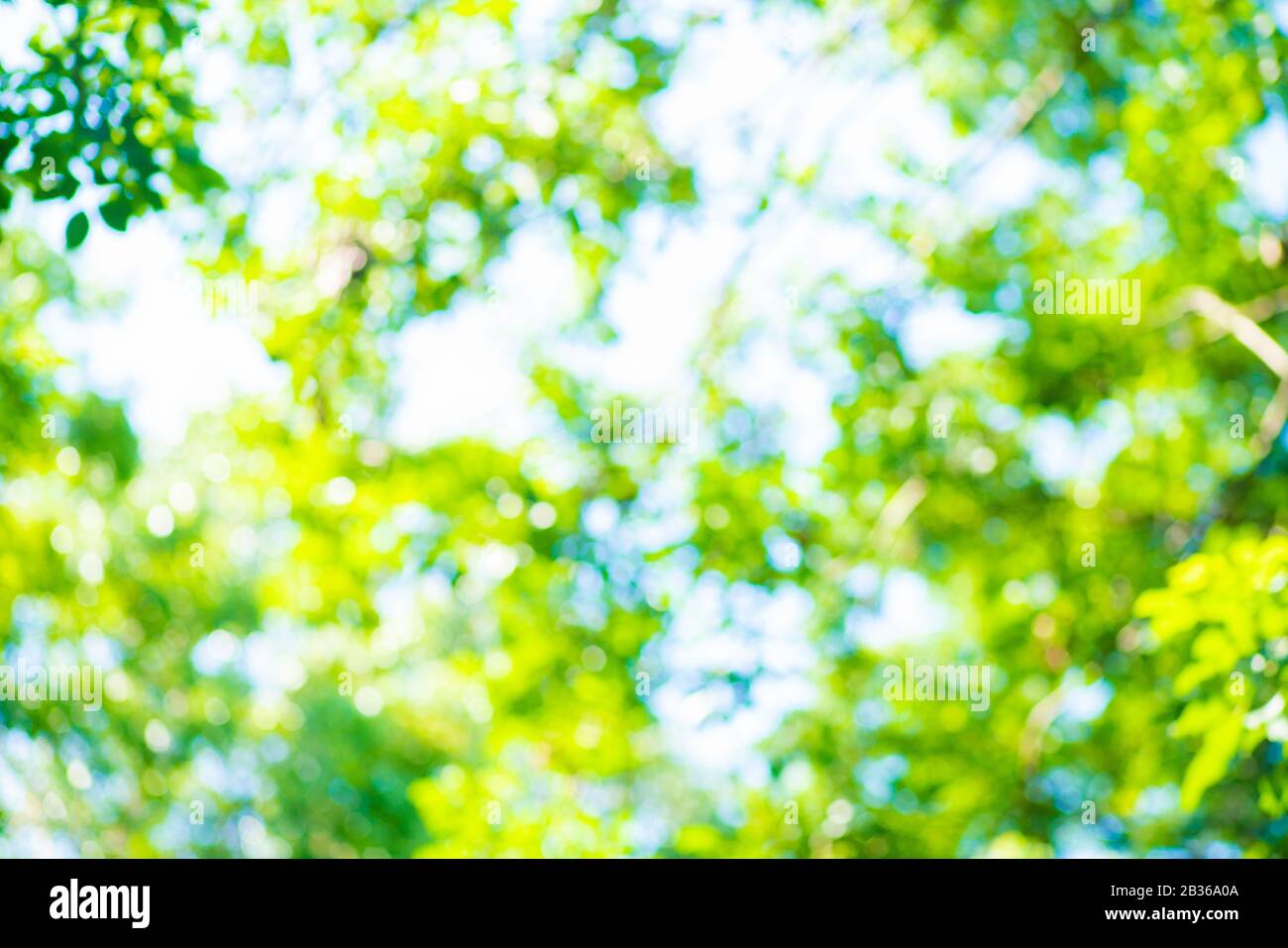 Abstract green blurred bokeh tree in park sun light foliage background ...