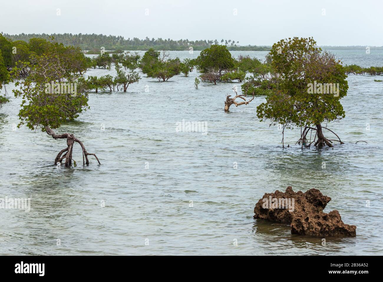 Mangrove - Kenya - East Coast Stock Photo - Alamy