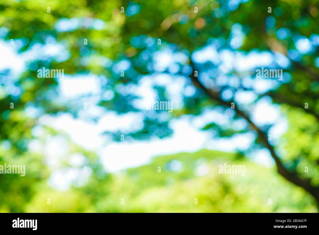 Abstract green blurred bokeh tree in park sun light foliage background ...