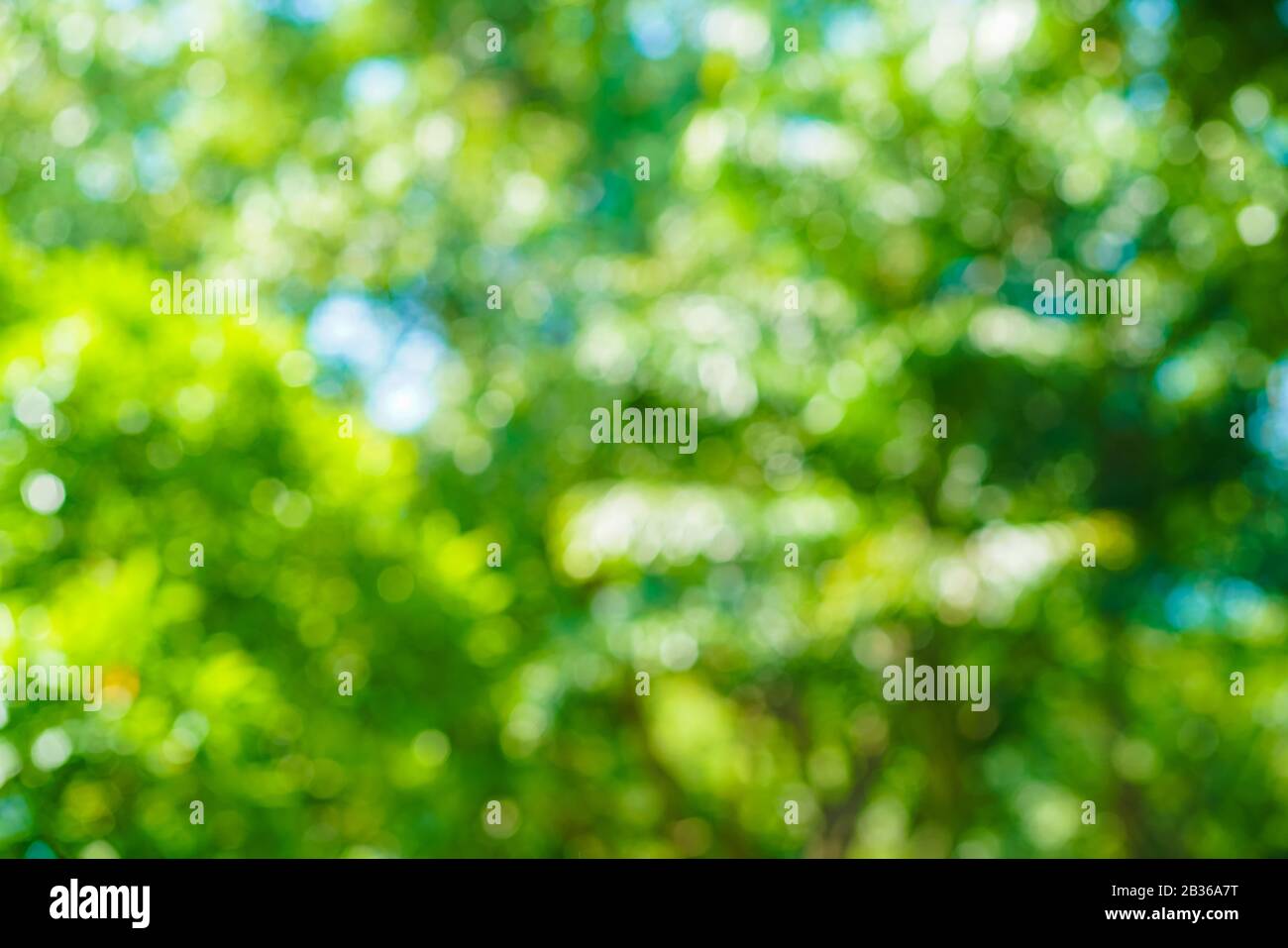 Abstract green blurred bokeh tree in park sun light foliage background ...