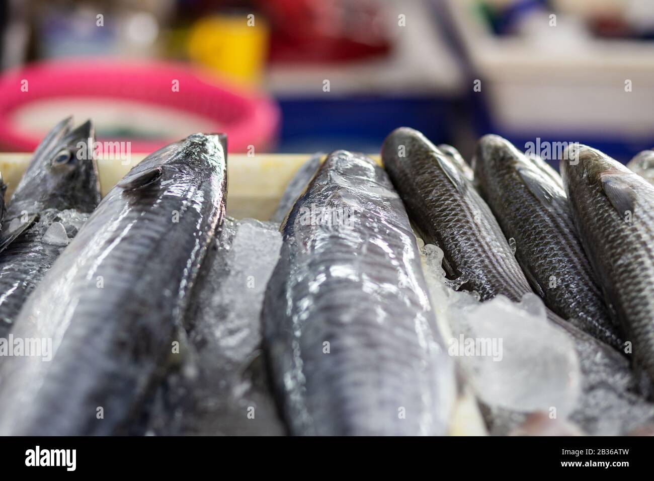 Longtail tuna fresh fish sell in fishery local market omega food Stock ...